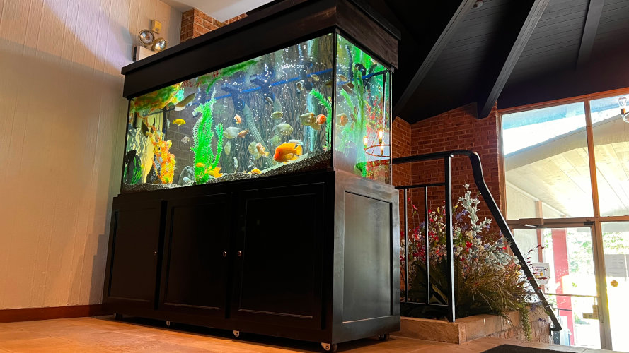 Aviaries & Aquariums for Hospitality | Serenity Aquarium & Aviary Services