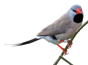 Shaft-Tail Finch - The Finches of Serenity | Serenity Aquarium & Aviary ...
