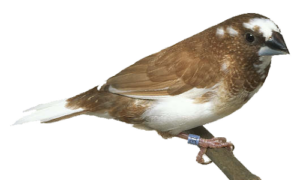 Society Finch - The Finches of Serenity | Serenity Aquarium & Aviary ...