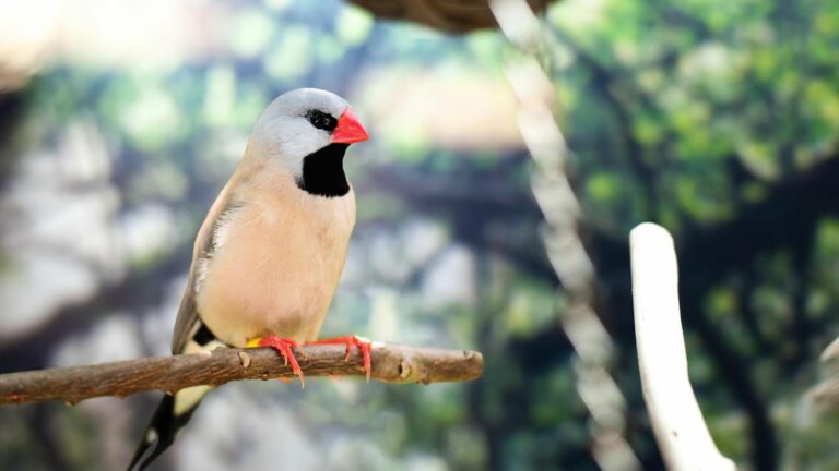 Shaft-Tail Finch - The Finches of Serenity | Serenity Aquarium & Aviary ...