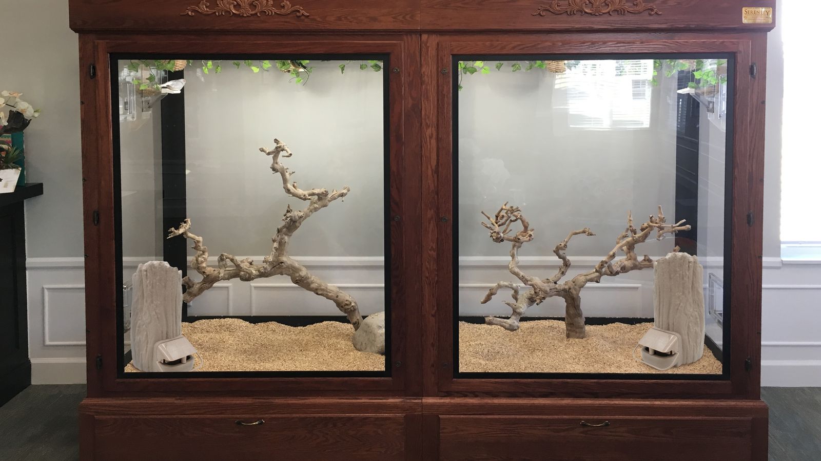 Society Finch - The Finches of Serenity | Serenity Aquarium & Aviary ...