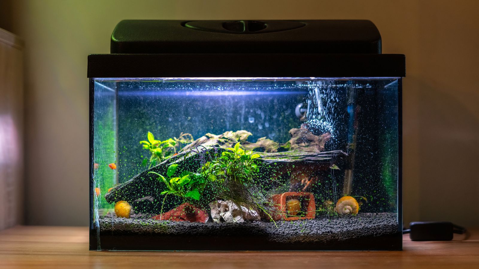 Office Fish Tanks - Everything You Need to Know | Serenity Aquarium ...