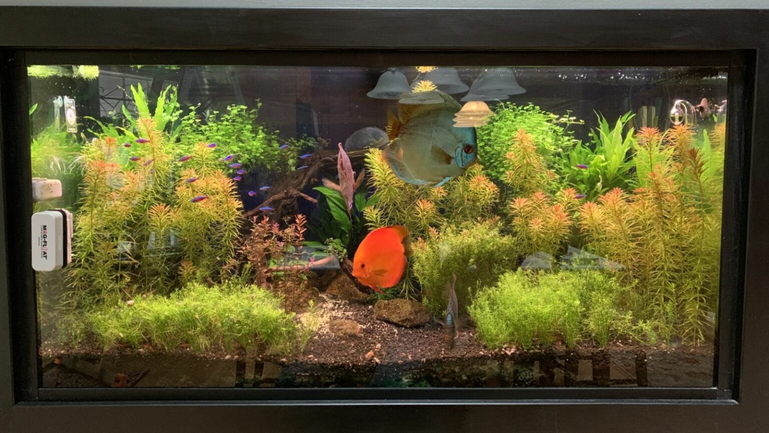 Office Fish Tanks - Everything You Need to Know | Serenity Aquarium ...