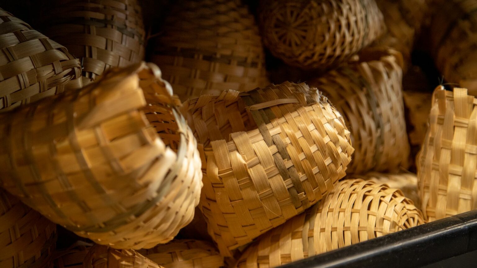 American Singer Canary - The Finches of Serenity | Serenity Aquarium ...