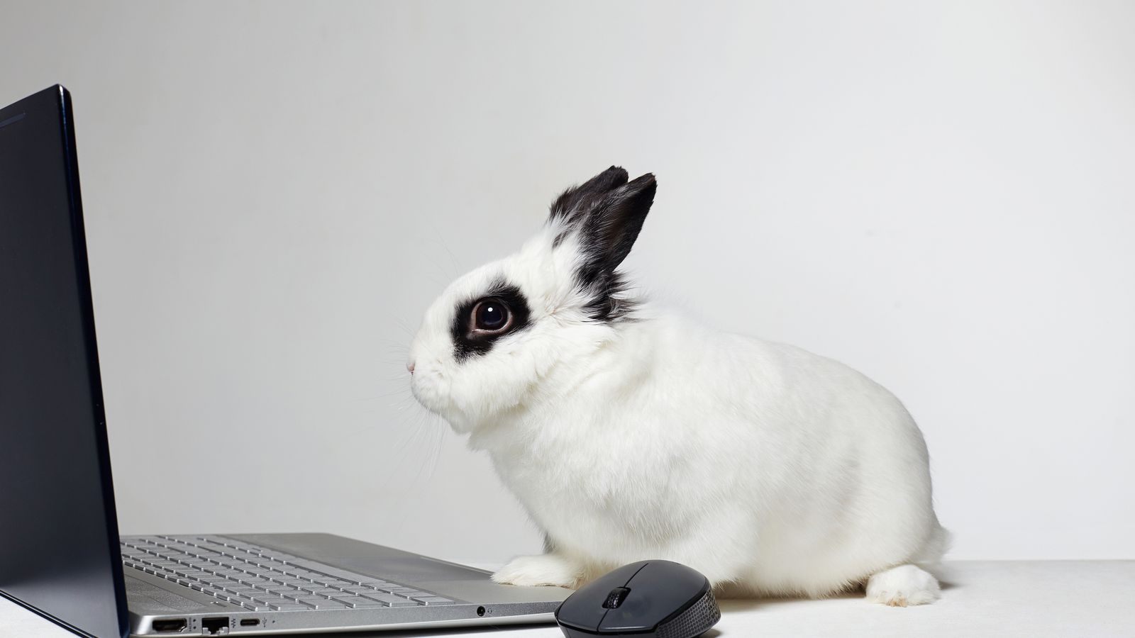 The 7 Best Office Pets: Let an Office Pet Elevate Your Atmosphere ...