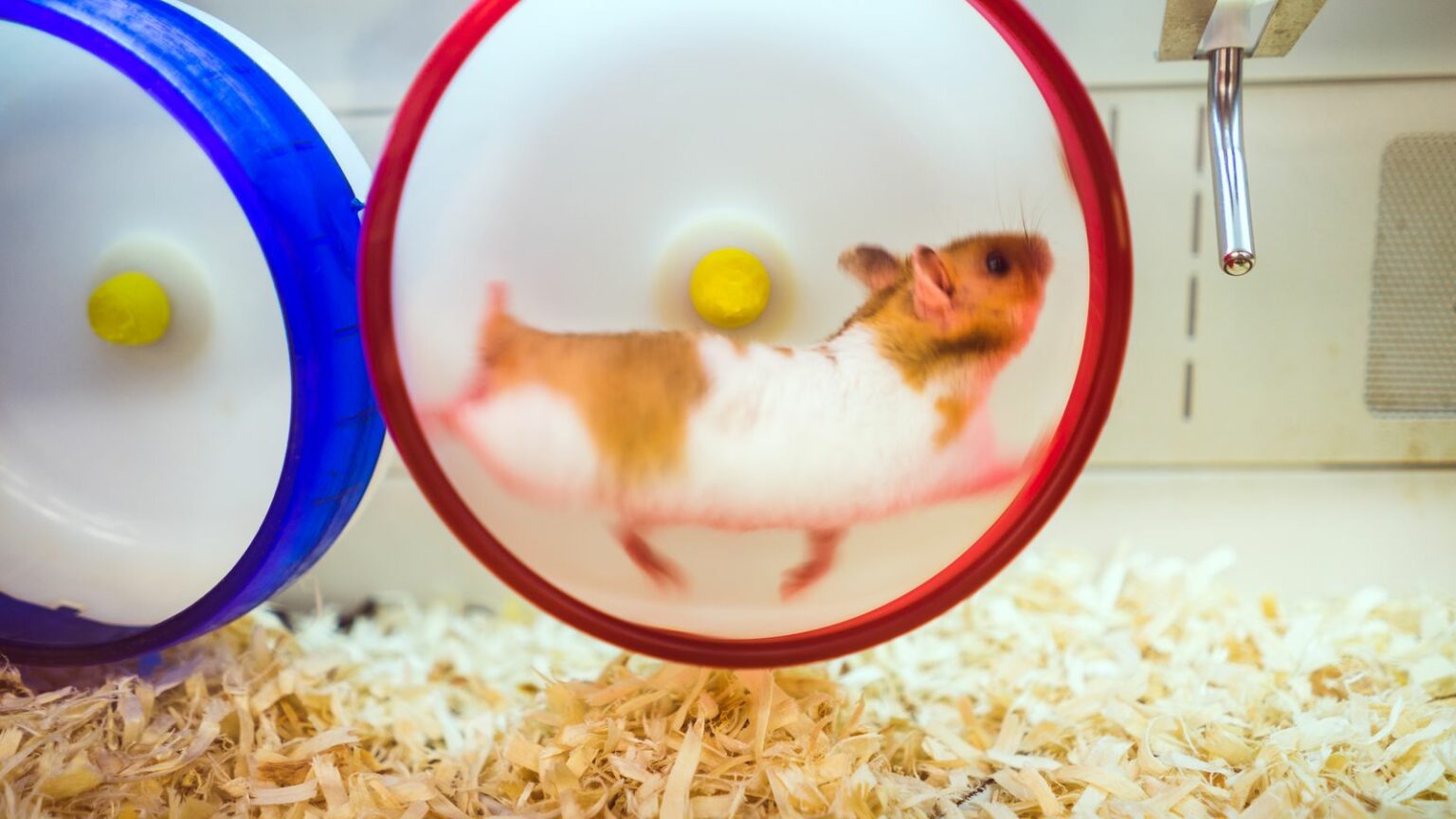 The 7 Best Office Pets: Let an Office Pet Elevate Your Atmosphere ...