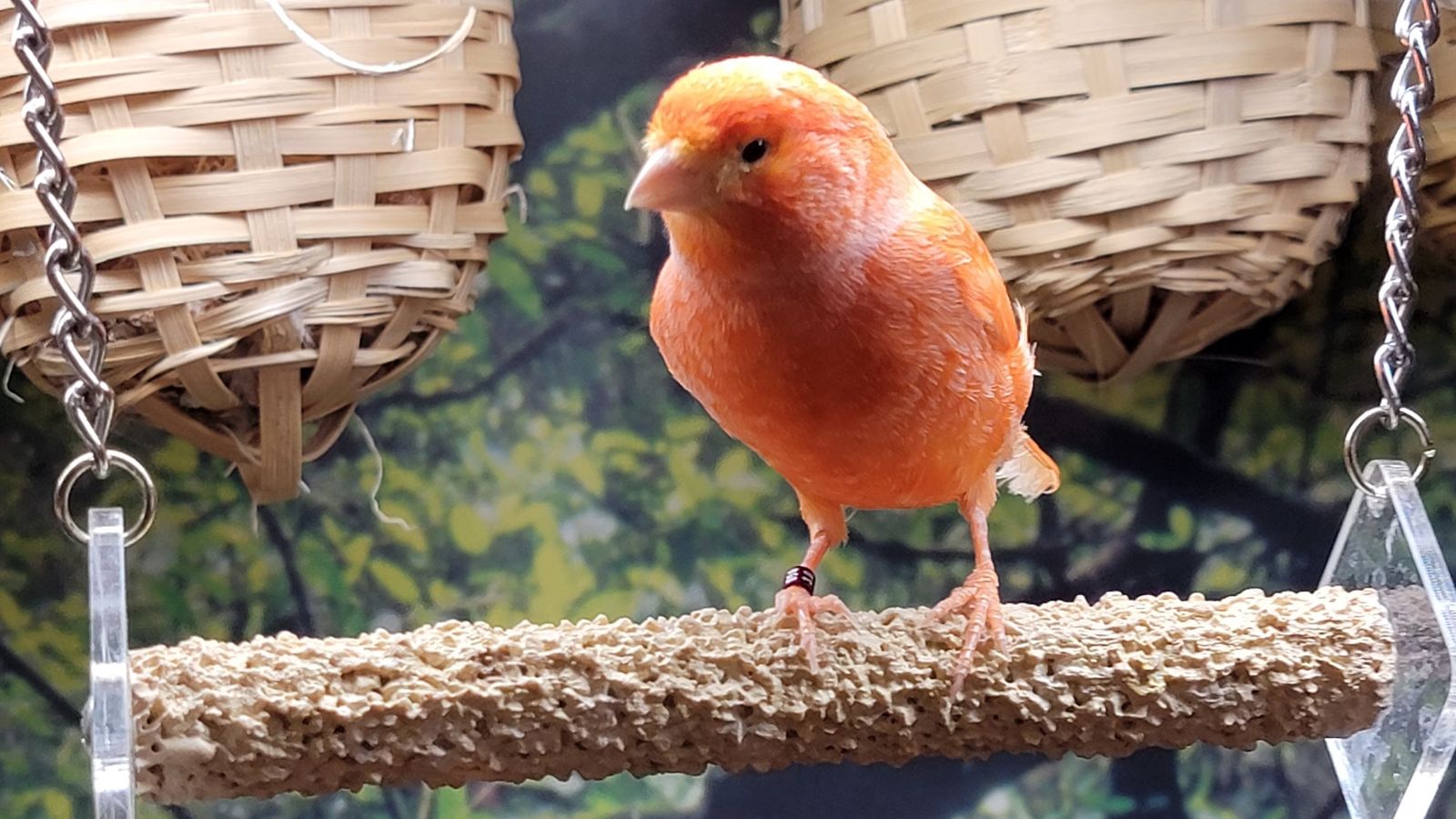 American Singer Canary - The Finches of Serenity | Serenity Aquarium ...