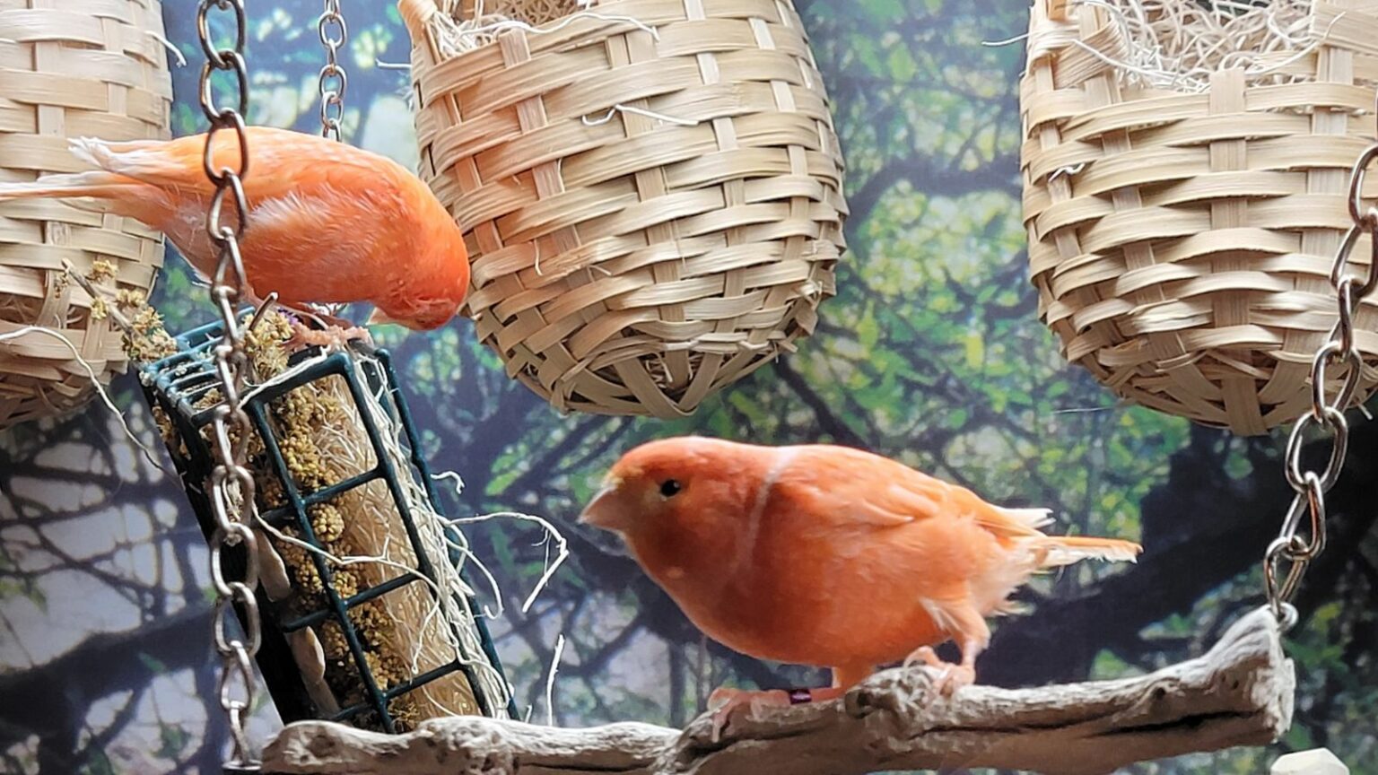 American Singer Canary - The Finches of Serenity | Serenity Aquarium ...