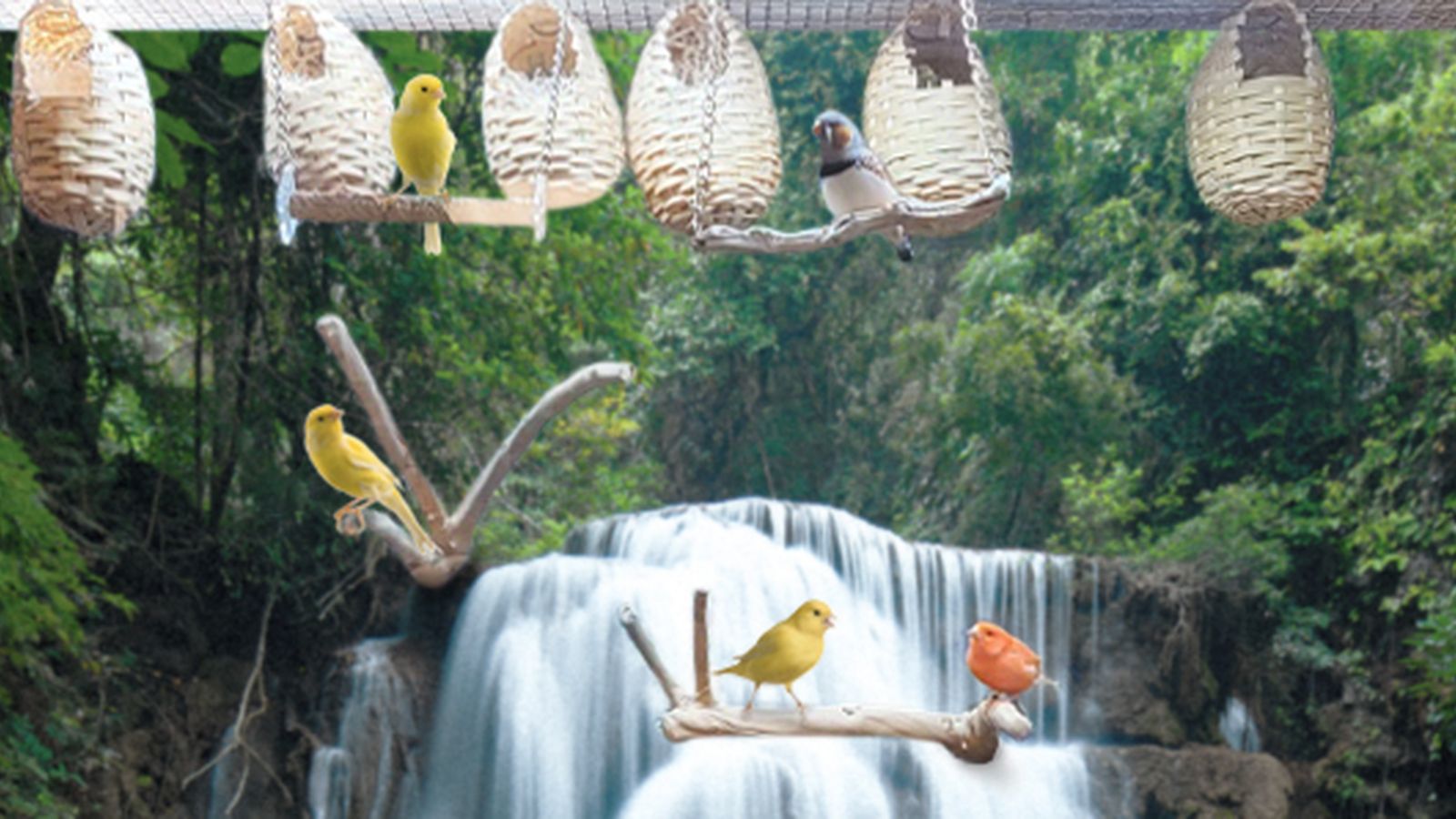 American Singer Canary - The Finches of Serenity | Serenity Aquarium ...