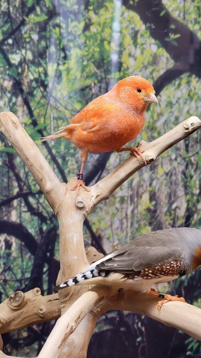 American Singer Canary - The Finches of Serenity | Serenity Aquarium ...