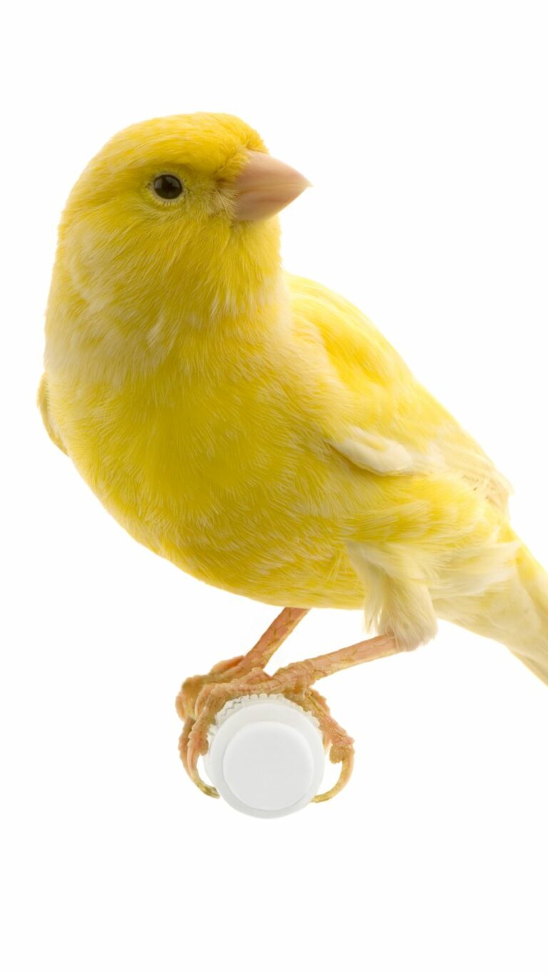 American Singer Canary - The Finches of Serenity | Serenity Aquarium ...