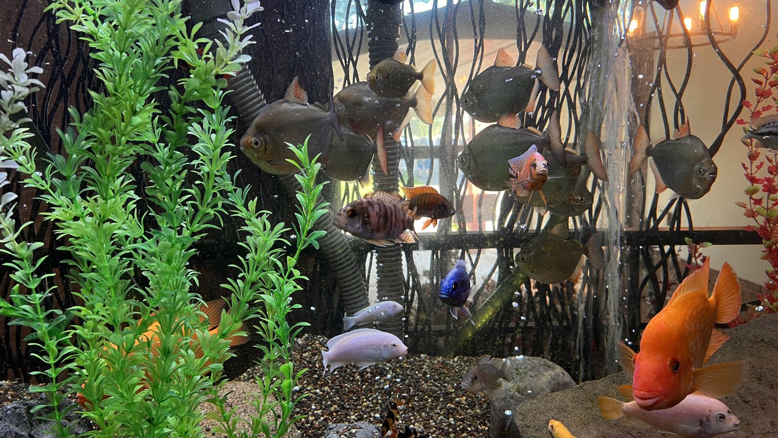 Glass vs Acrylic Fish Tanks | Serenity Aquarium & Aviary Services