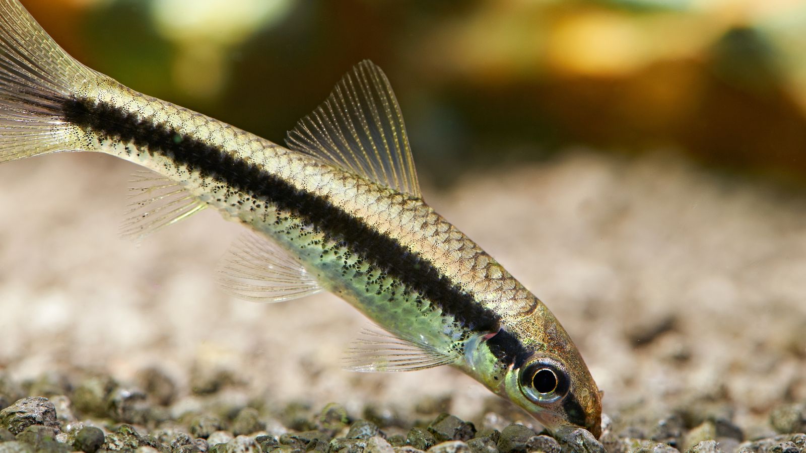 5 Effective Algae Eater Fish for Freshwater Aquariums | Serenity ...