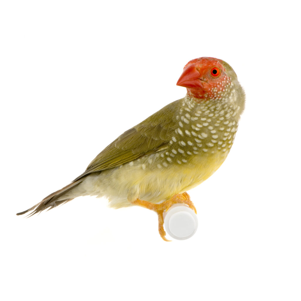 Star Finch - The Finches of Serenity | Serenity Aquarium & Aviary Services