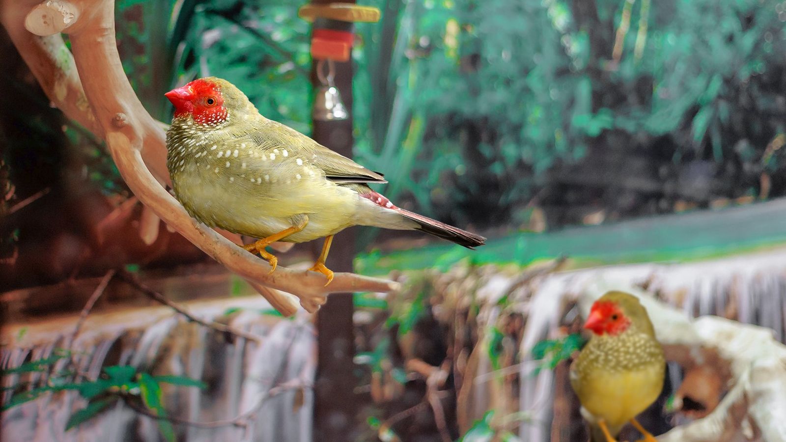 Star Finch - The Finches of Serenity | Serenity Aquarium & Aviary Services