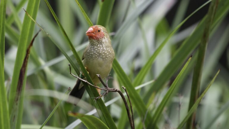 Star Finch - The Finches of Serenity | Serenity Aquarium & Aviary Services