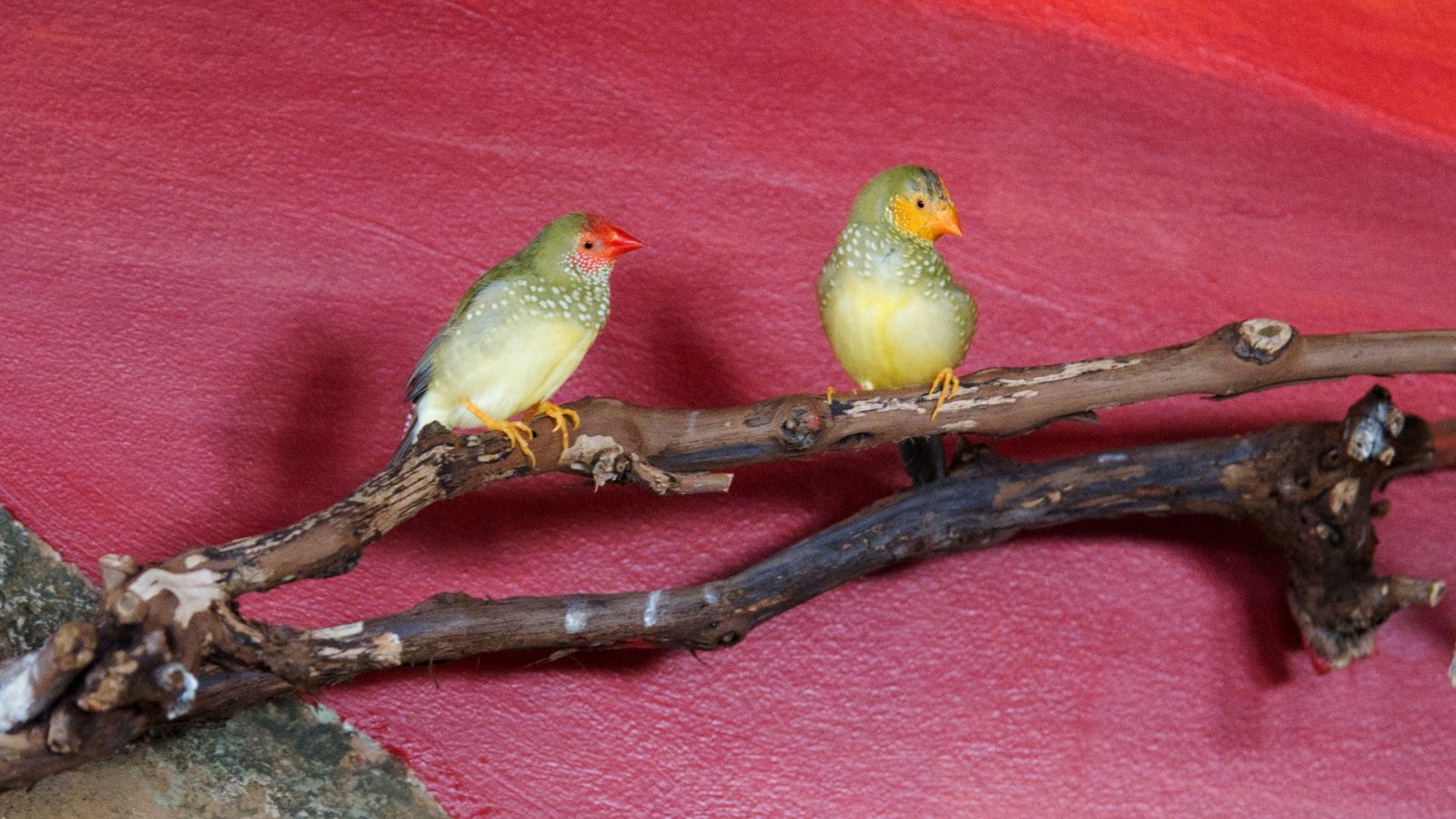Star Finch - The Finches of Serenity | Serenity Aquarium & Aviary Services