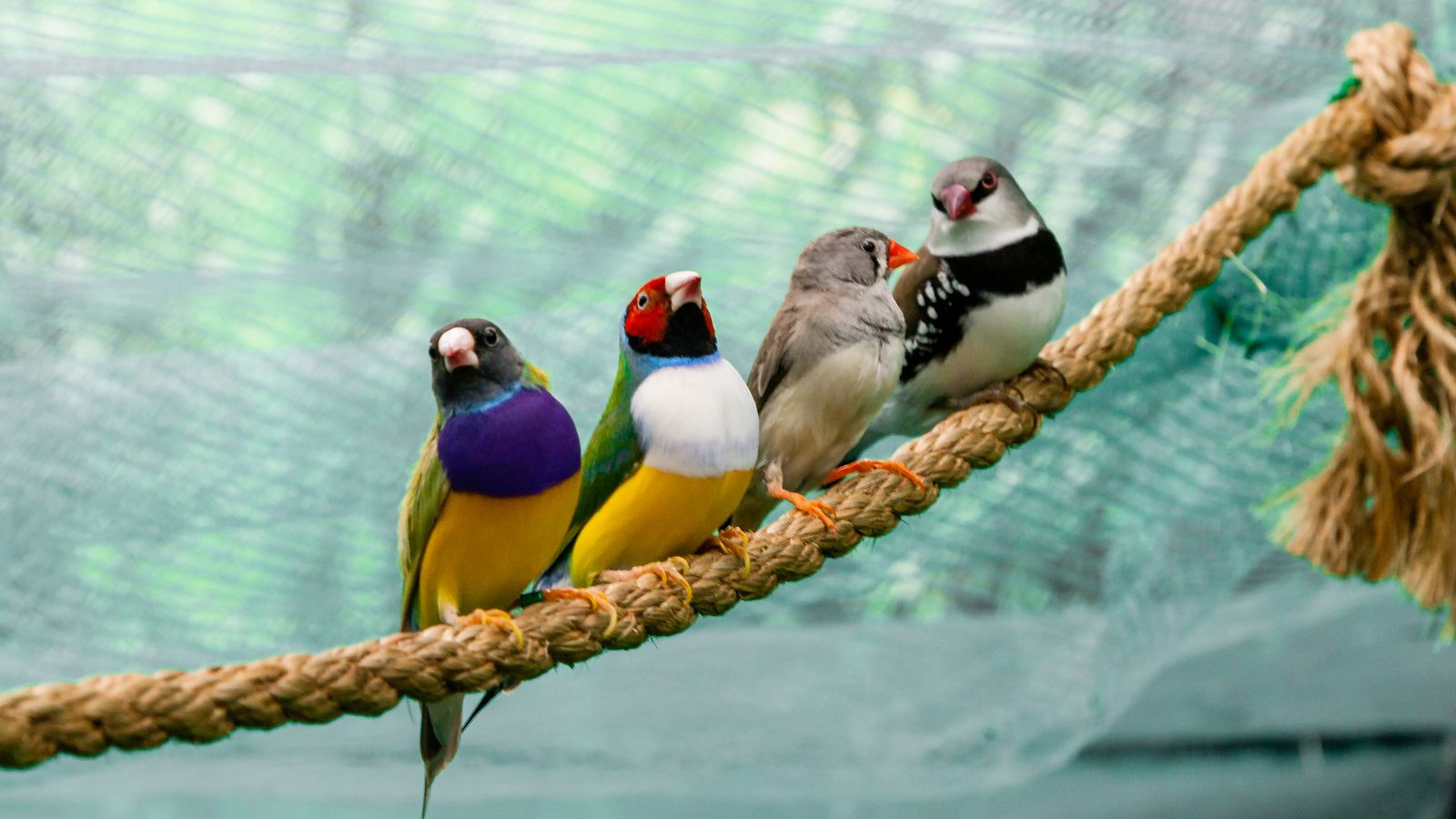Gouldian Finch - The Finches of Serenity | Serenity Aquarium & Aviary ...