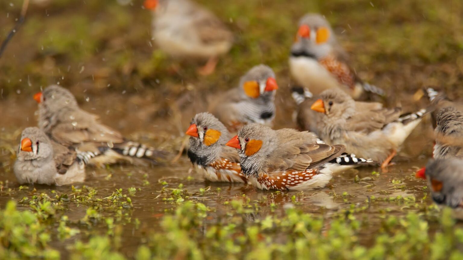Zebra Finch - The Finches of Serenity | Serenity Aquarium & Aviary Services