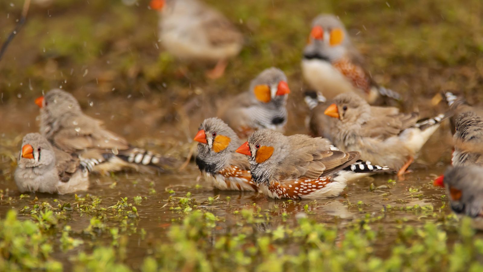 Zebra Finch - The Finches of Serenity | Serenity Aquarium & Aviary Services