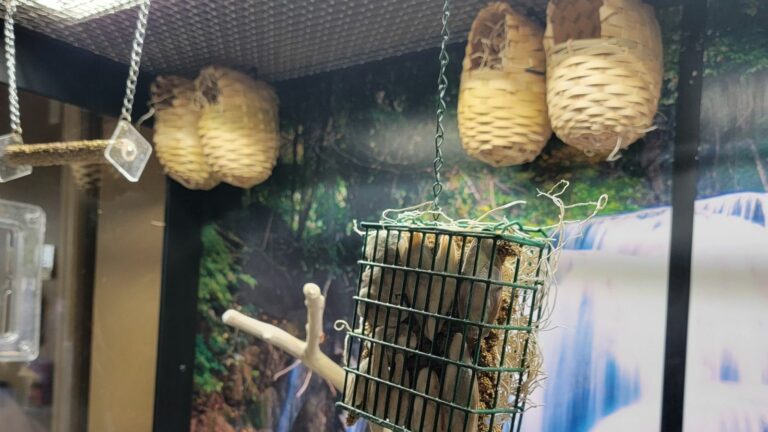 Parrot Finch - The Finches of Serenity | Serenity Aquarium & Aviary ...