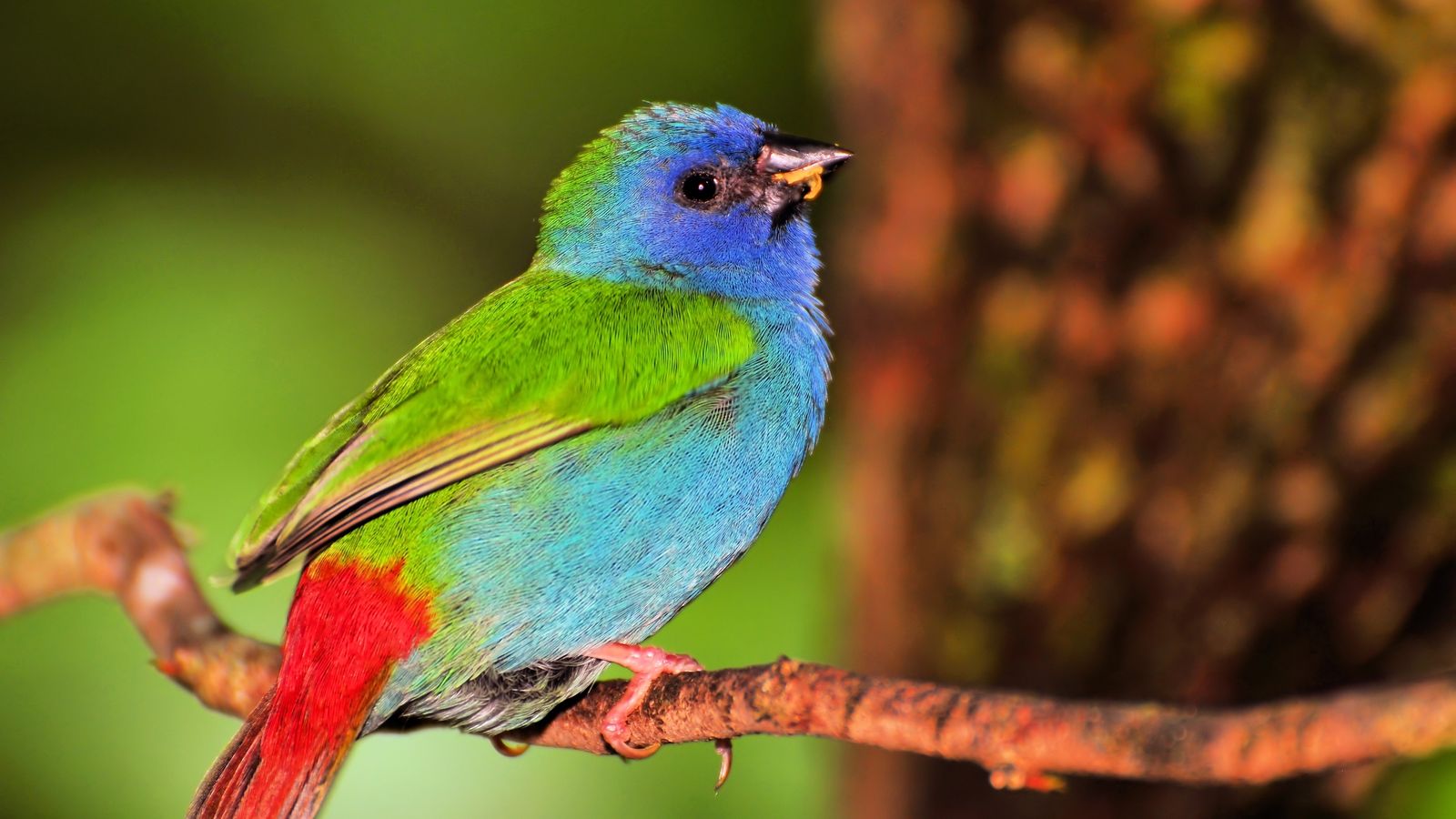 Parrot Finch - The Finches of Serenity | Serenity Aquarium & Aviary ...