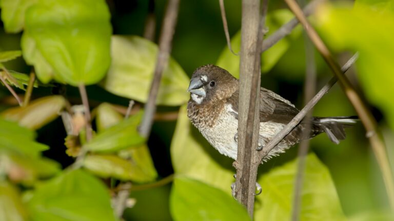 Society Finch - The Finches of Serenity | Serenity Aquarium & Aviary ...