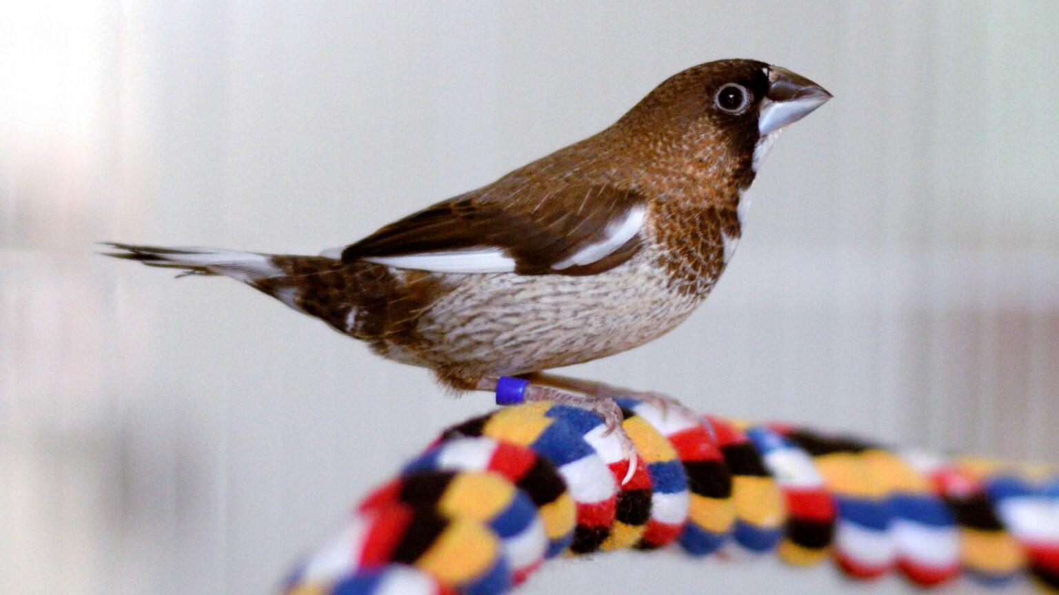 Society Finch - The Finches of Serenity | Serenity Aquarium & Aviary ...