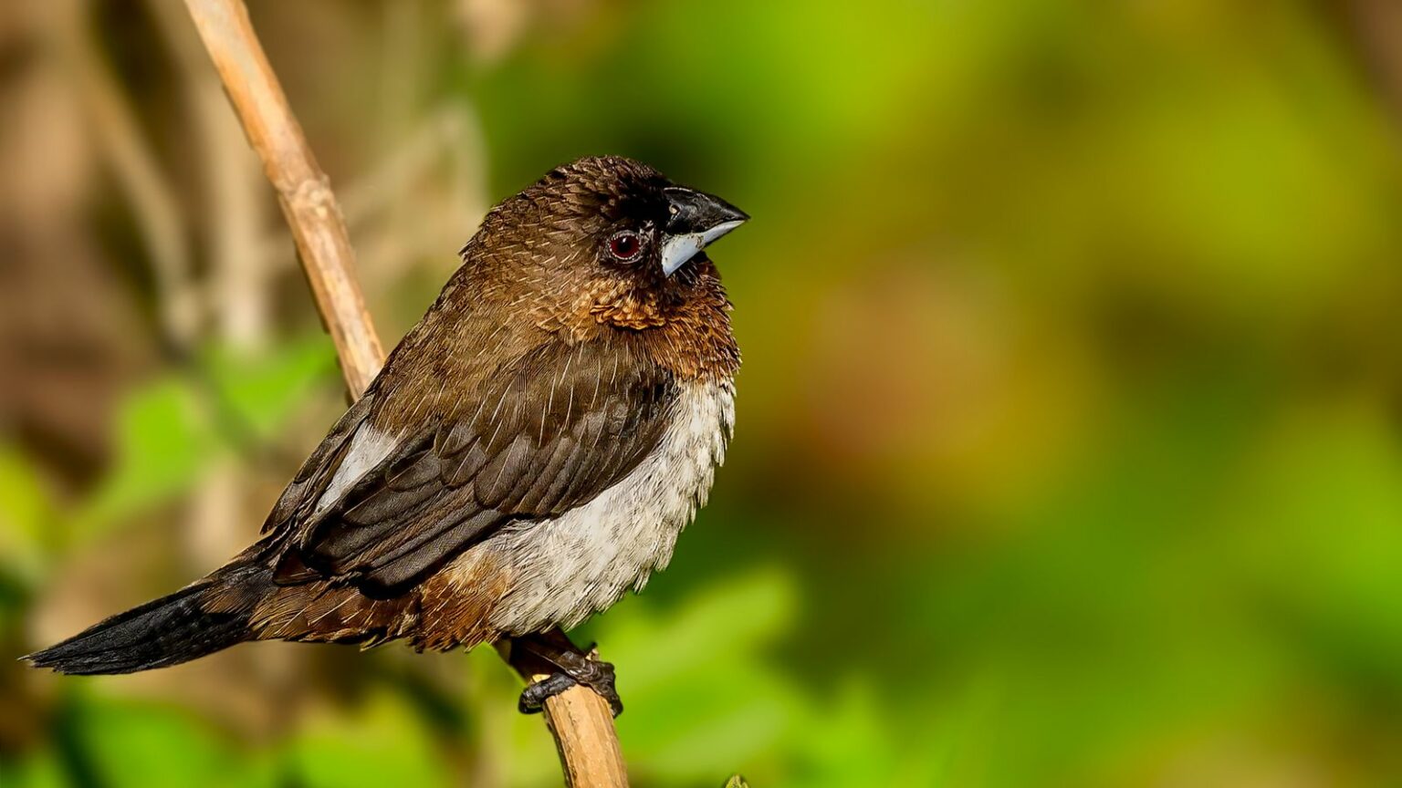 Society Finch - The Finches of Serenity | Serenity Aquarium & Aviary ...