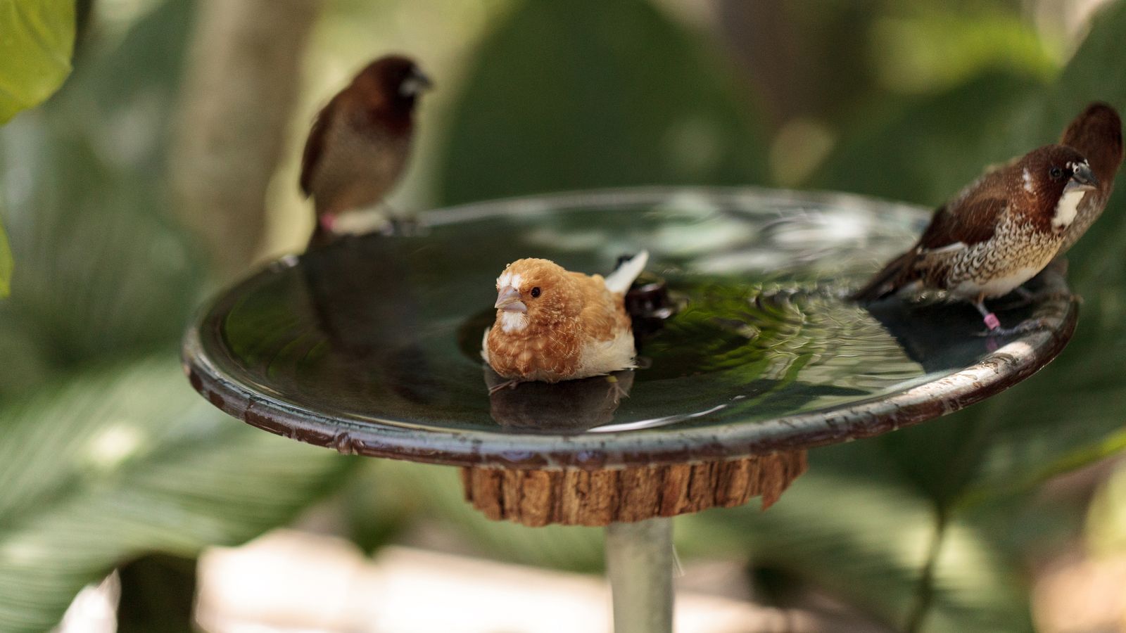 Society Finch - The Finches of Serenity | Serenity Aquarium & Aviary ...